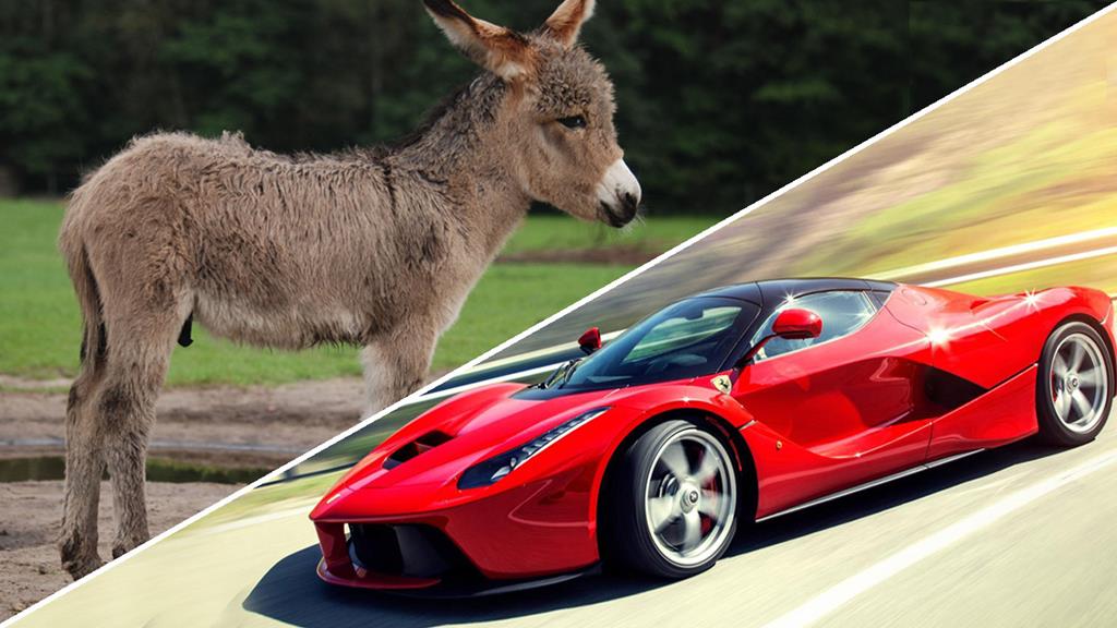 Cancelada corrida entre burro e Ferrari - Renascença